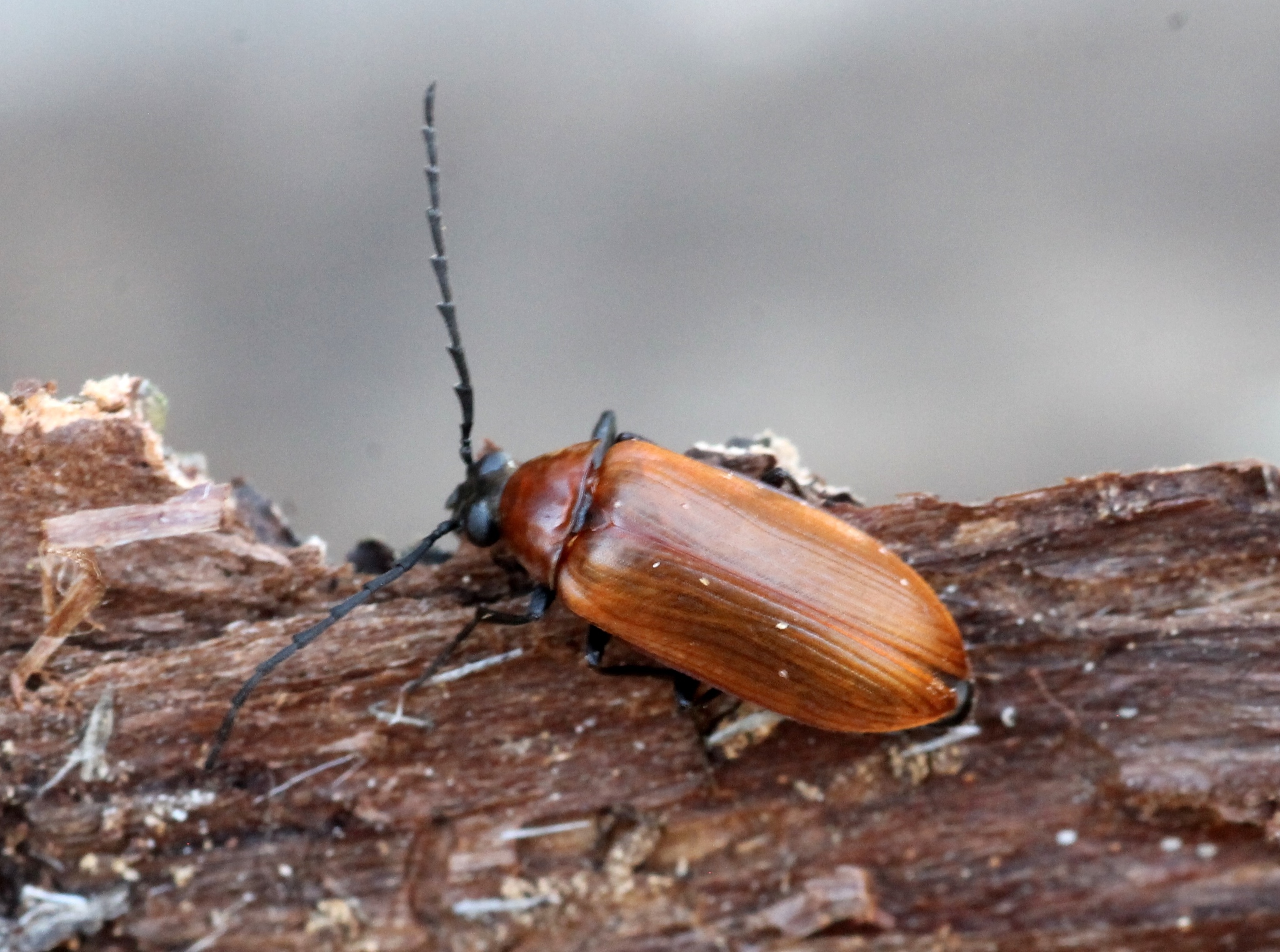 Pseudocistela ceramboides (Linnaeus, 1758)