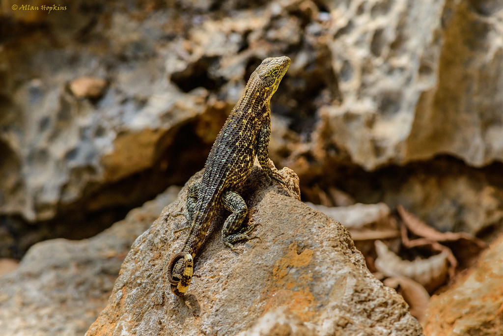 Leiocephalus carinatus mogotensis from Vinales, Pinar del Rio, Cuba on ...