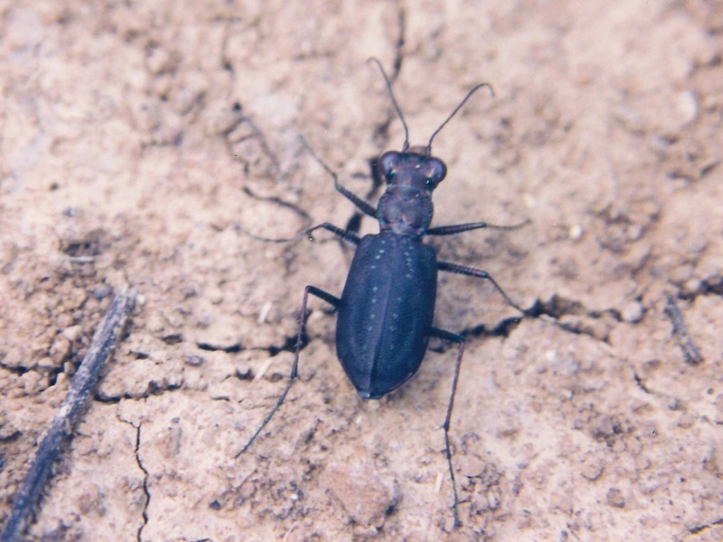 Sidewalk tiger beetle from Sussex, WI, USA on July 03, 1998 at 12:47 PM ...
