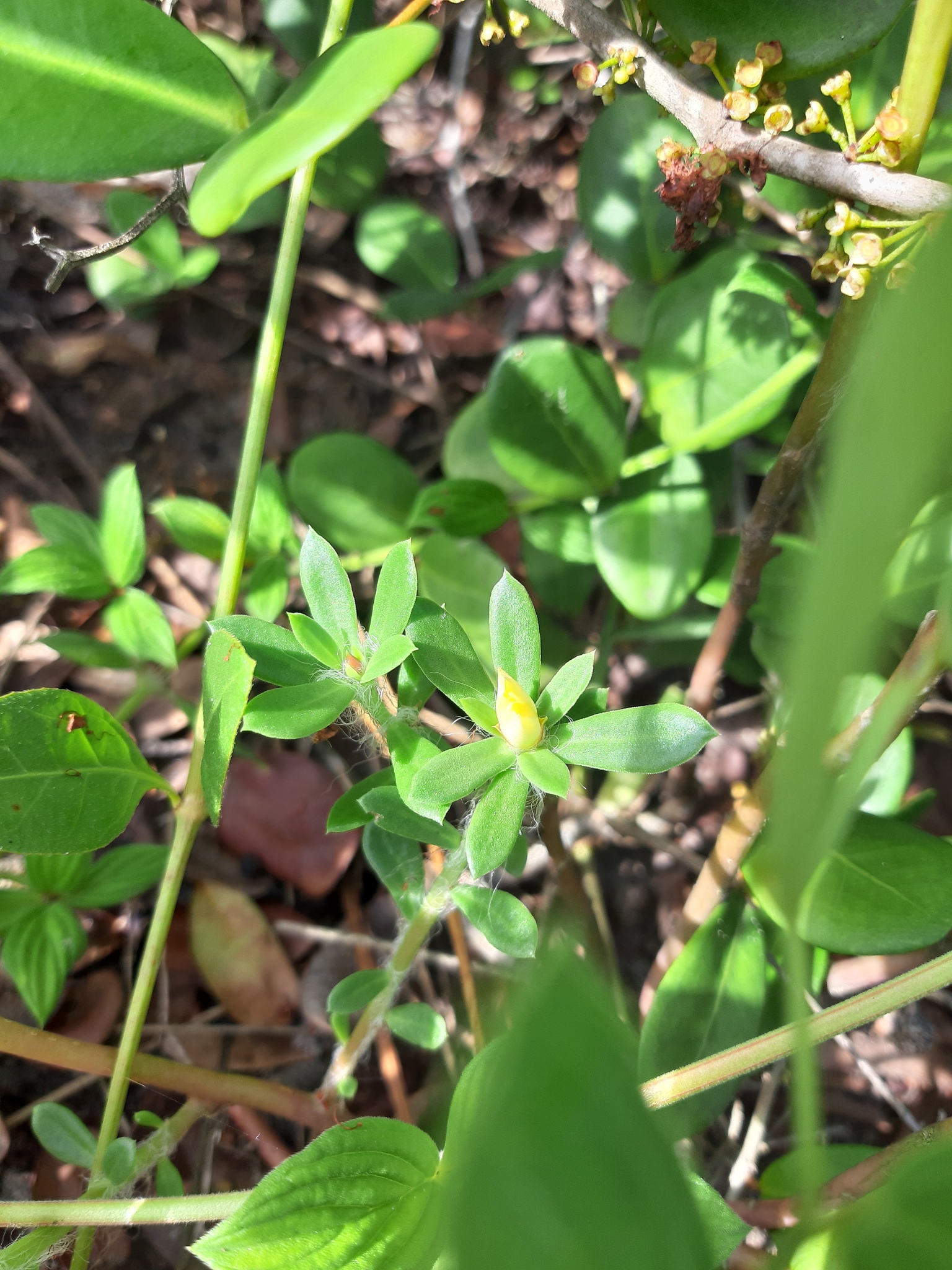 Portulaca mucronata Hort.Vindob. ex Link