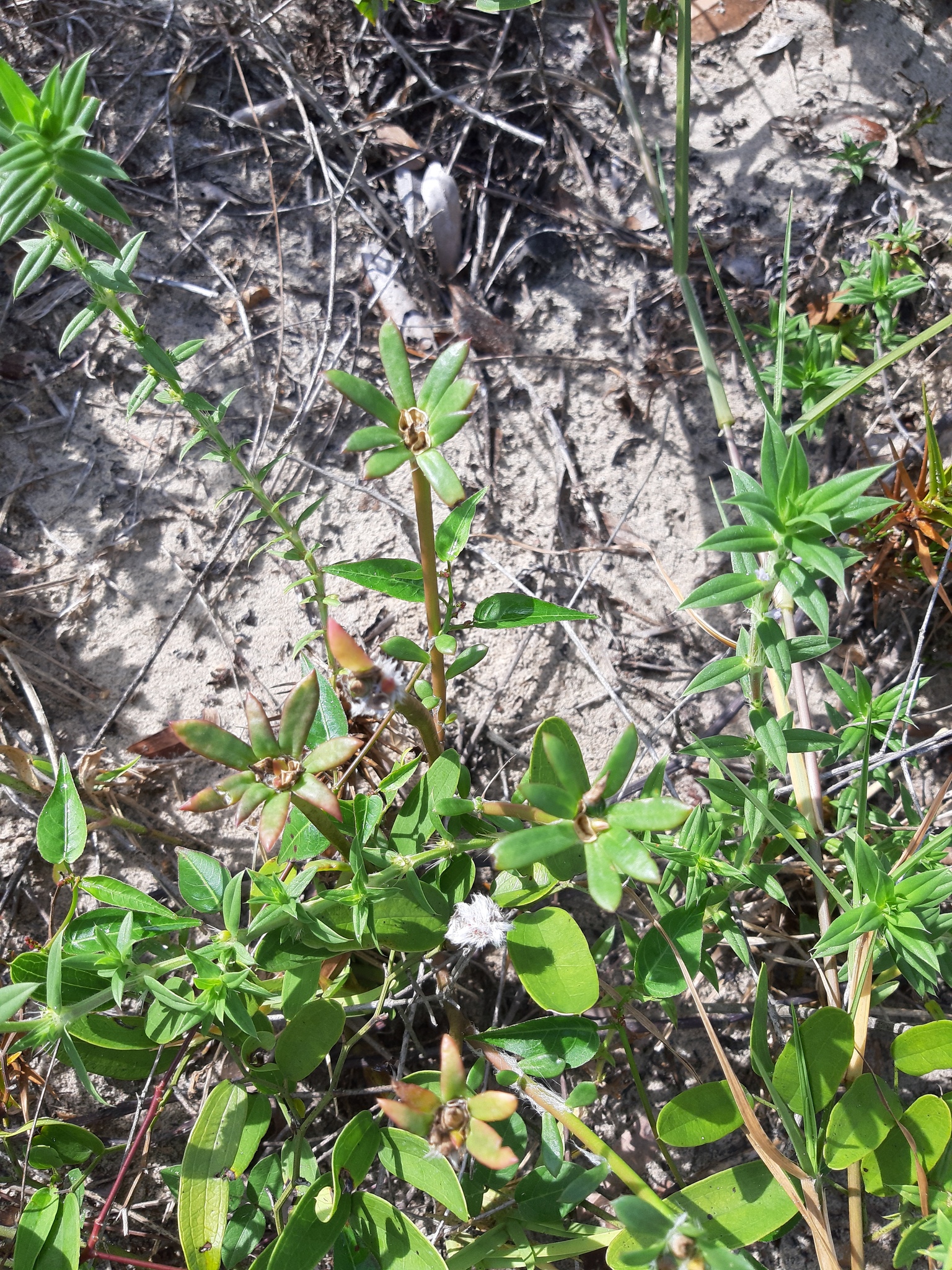 Portulaca mucronata Hort.Vindob. ex Link