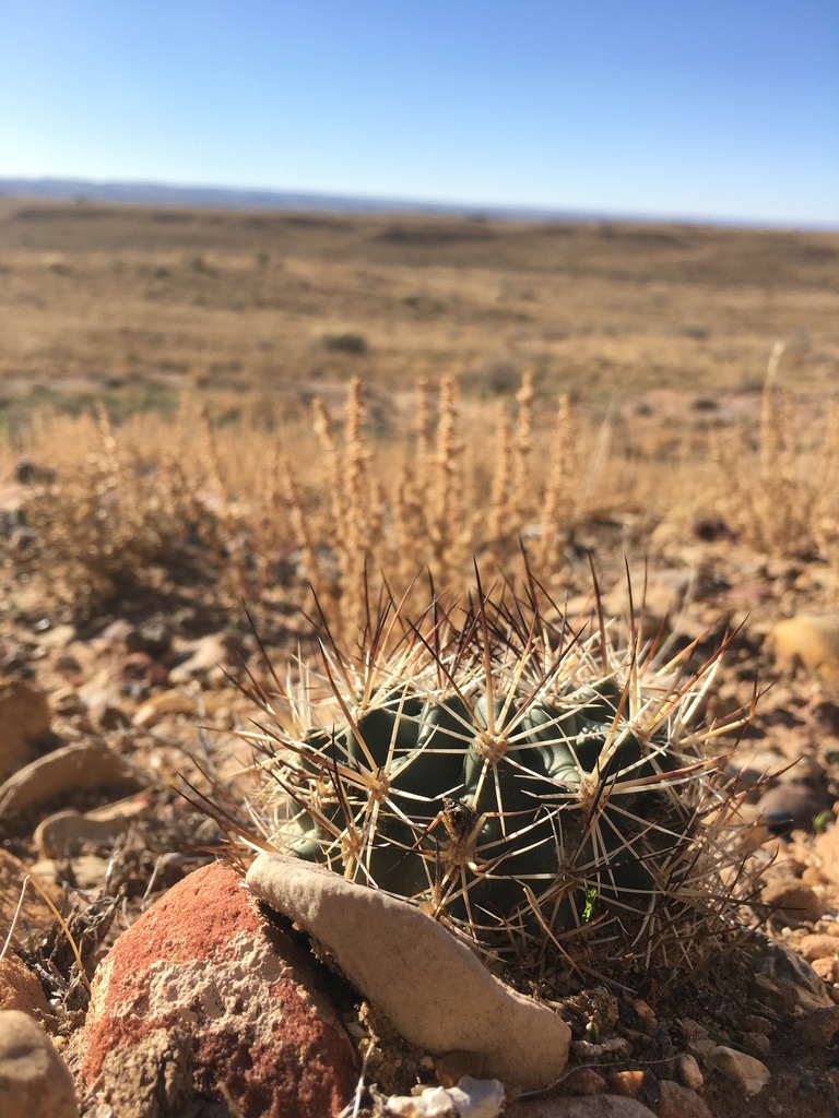 Uinta Basin Hookless Cactus in November 2021 by annalf812 · iNaturalist