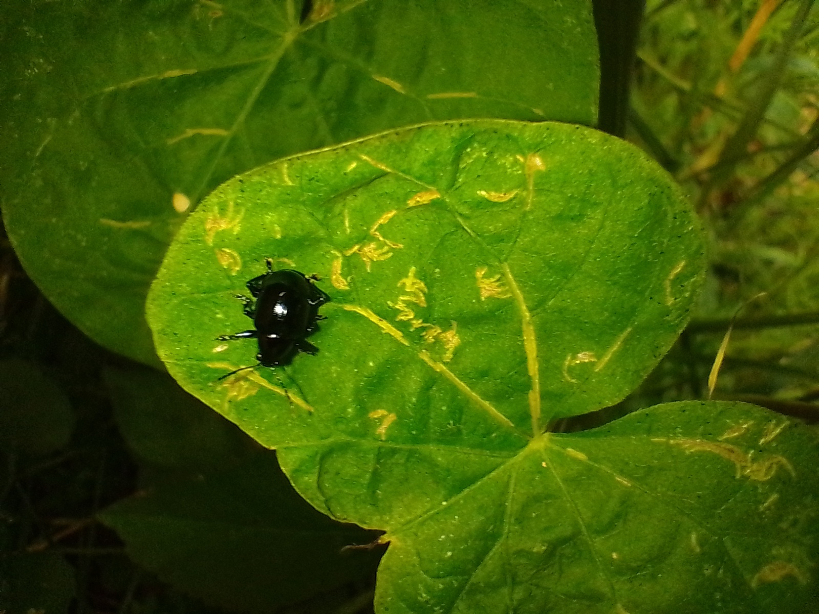 Typophorus nigritus (Fabricius, 1801)