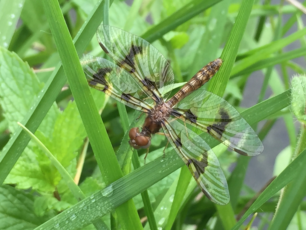 Eastern Amberwing from Spring Lakes Park, Bellbrook, OH, US on May 20 ...