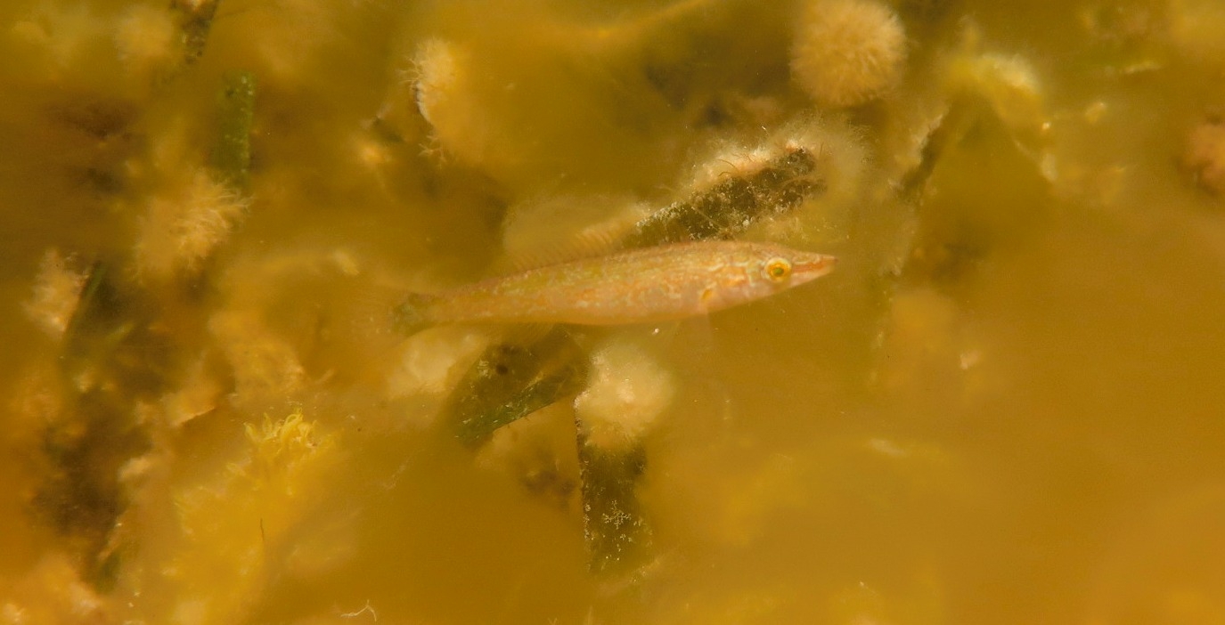 Haletta semifasciata (Valenciennes, 1840)