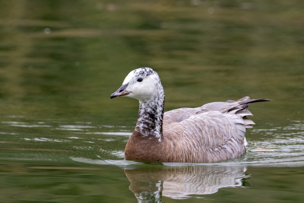 Black Geese × Grey Geese from NAP, Paris, France on March 16, 2022 at ...