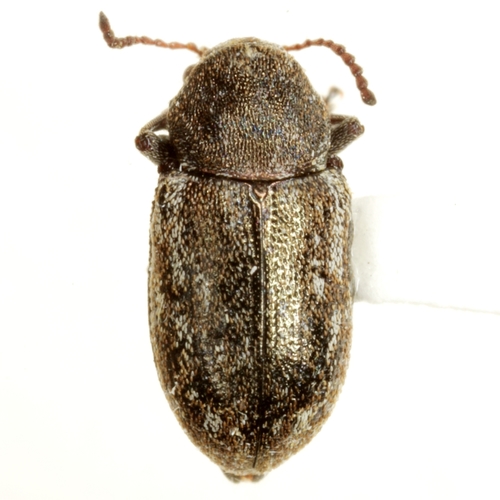 Myochrous intermedius · iNaturalist