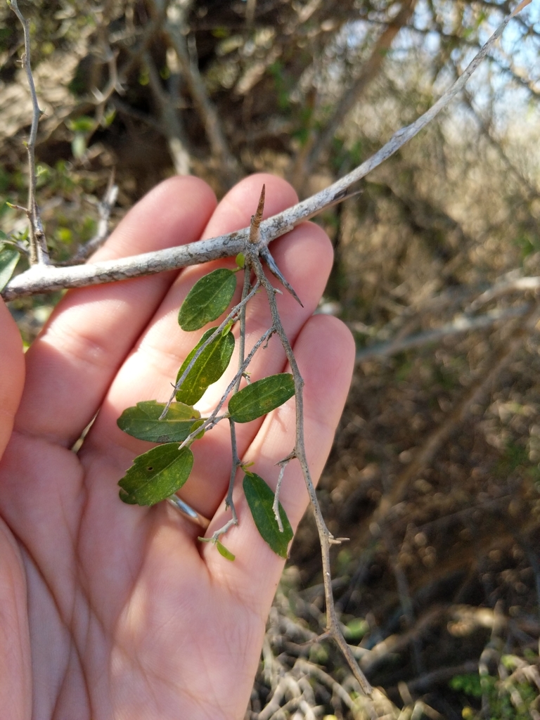 spiny hackberry from Corpus Christi, TX 78414, USA on March 16, 2022 at ...