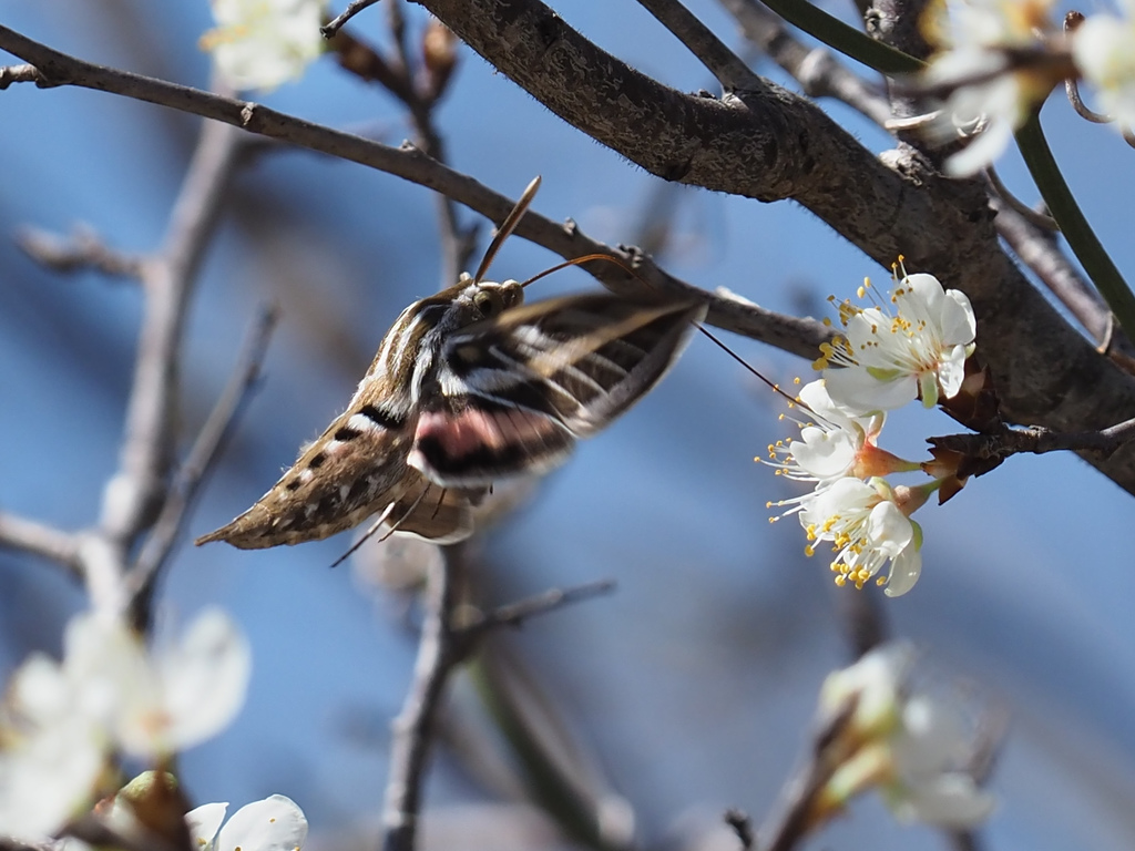 White-lined Sphinx from Georgetown, TX, USA on March 16, 2022 at 11:22 ...
