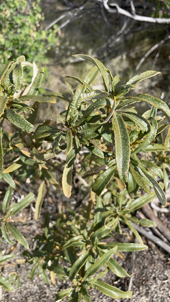 Hairy Yerba Santa from Anza-Borrego Desert State Park, Borrego Springs ...