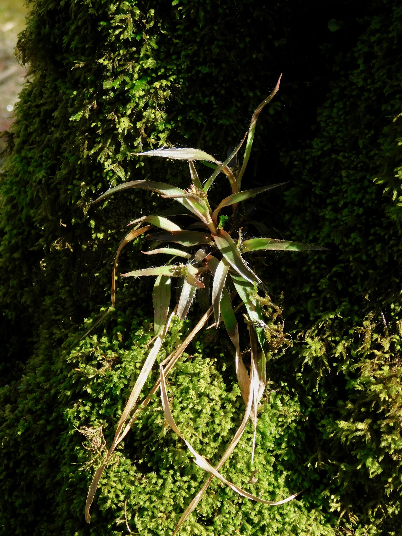 Luzula echinata (Small) F.J.Herm.