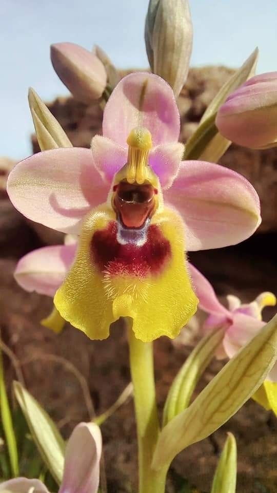 Sawfly Orchid (Orchidaceae La Rioja) · iNaturalist