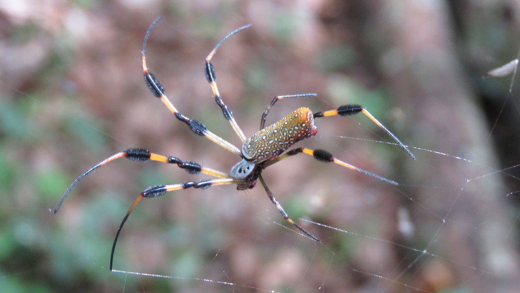 Golden Silk Spider from Coconut Creek, Floride, États-Unis on March 4 ...