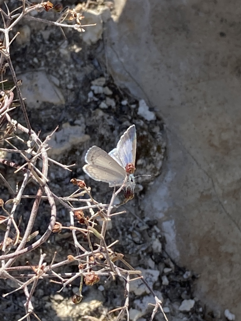 Echo Azure from Gila County, US-AZ, US on March 16, 2022 at 12:12 PM by ...