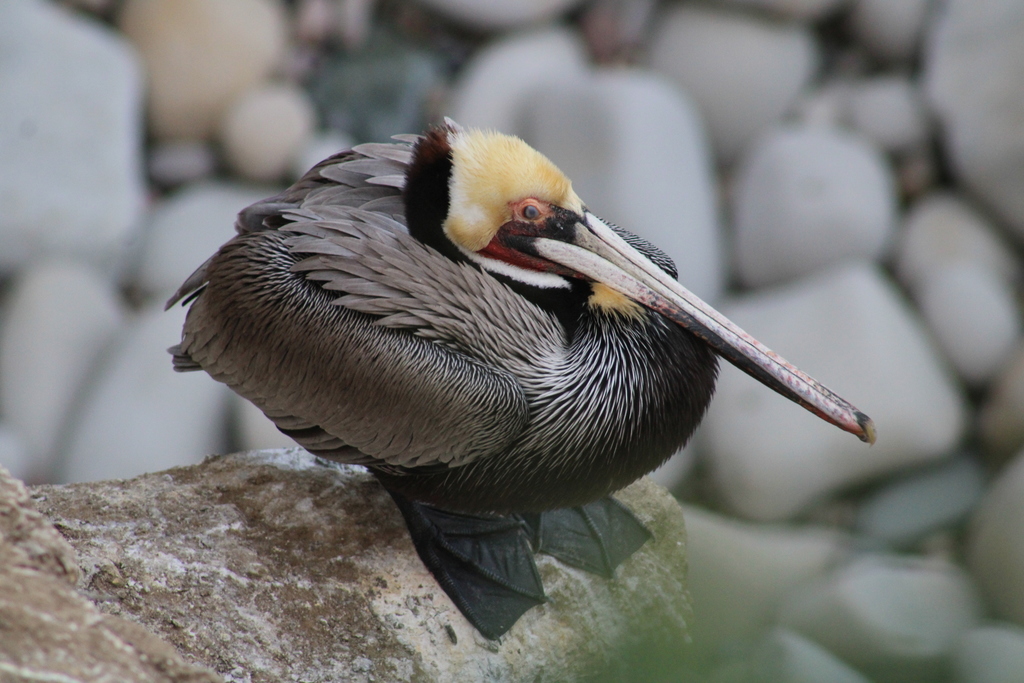 Pelícano café (GUIA DE AVES MEXICO) · iNaturalist