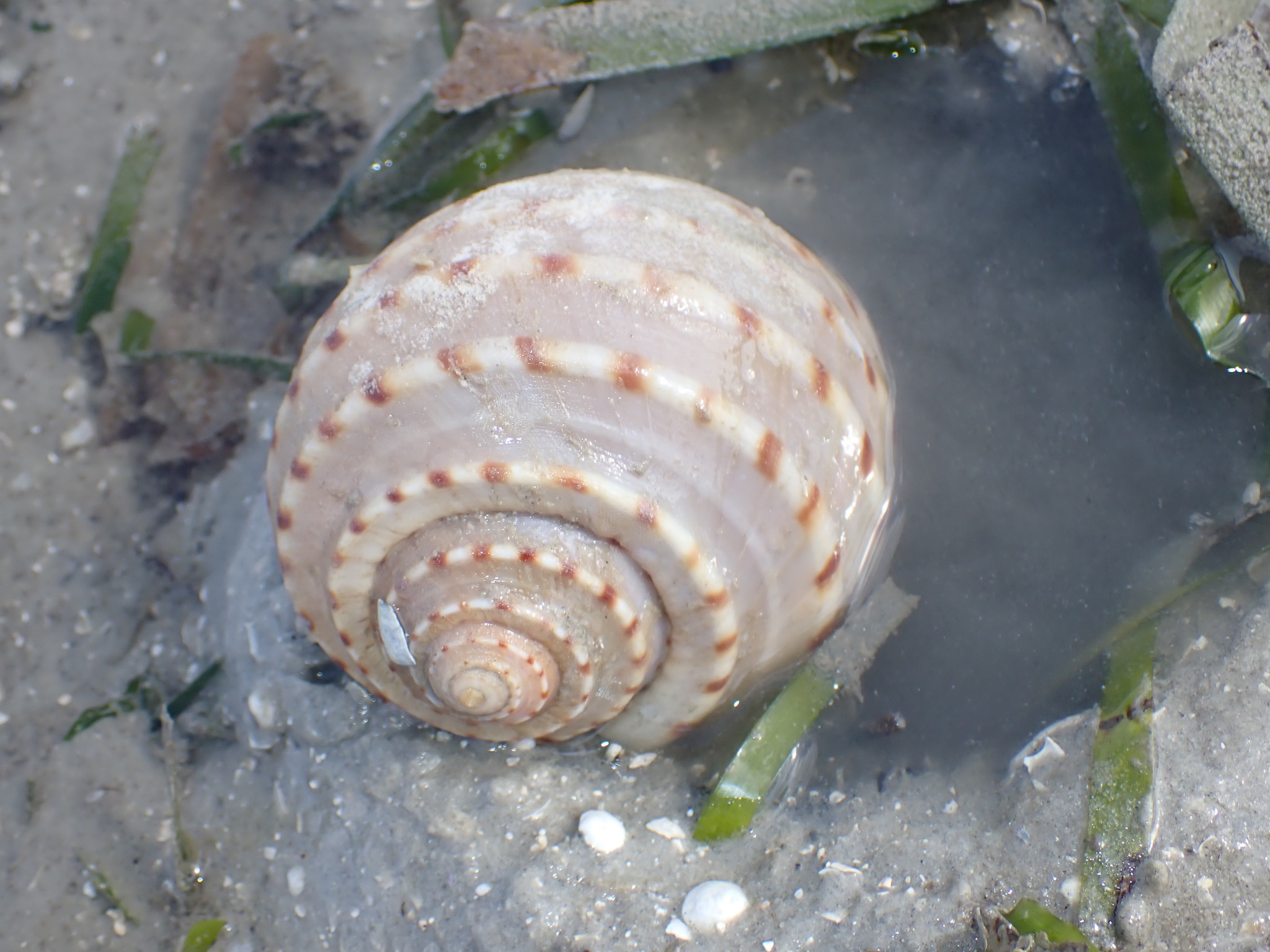 Tonna dolium (Linnaeus, 1758)