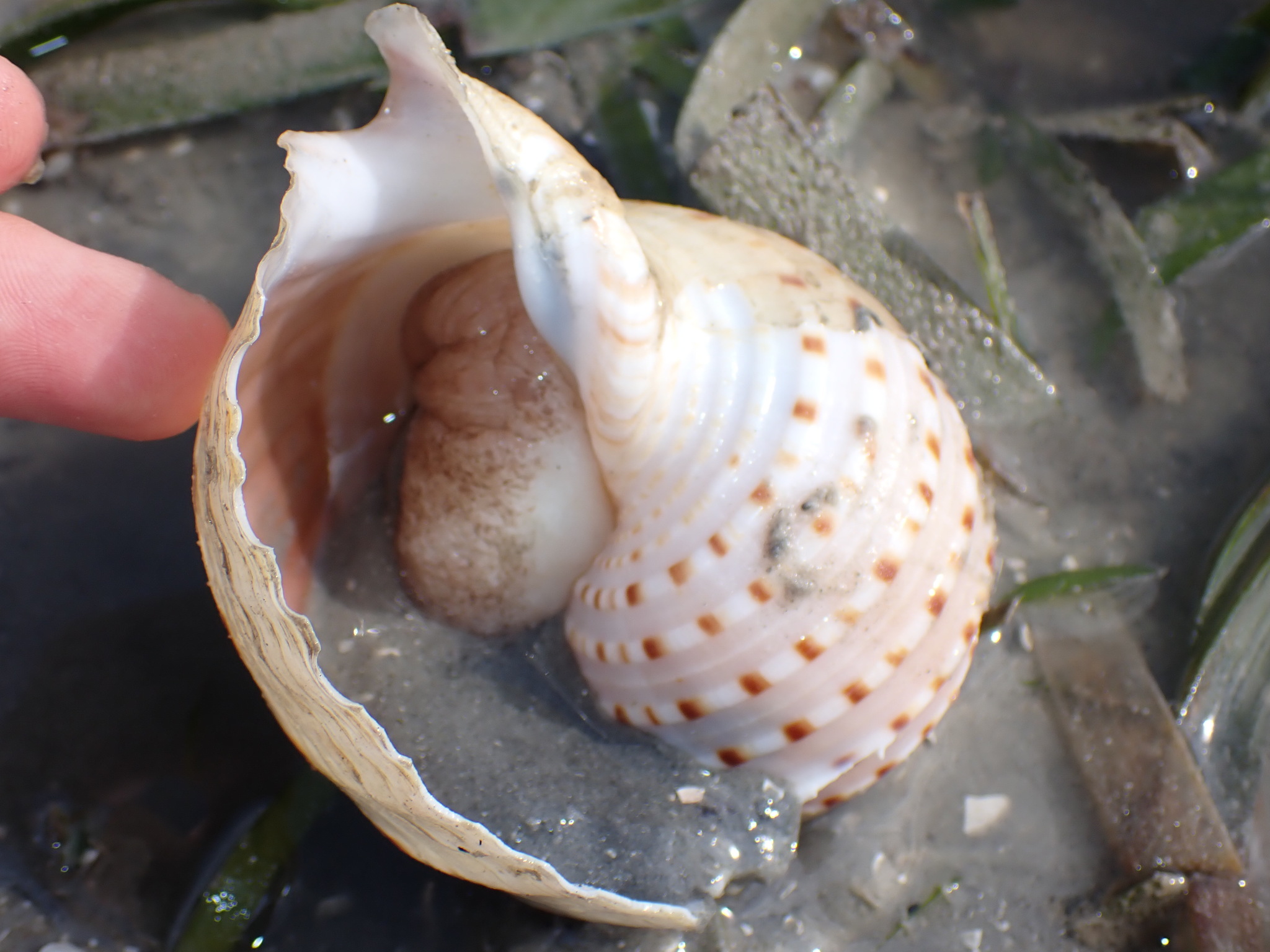 Tonna dolium (Linnaeus, 1758)