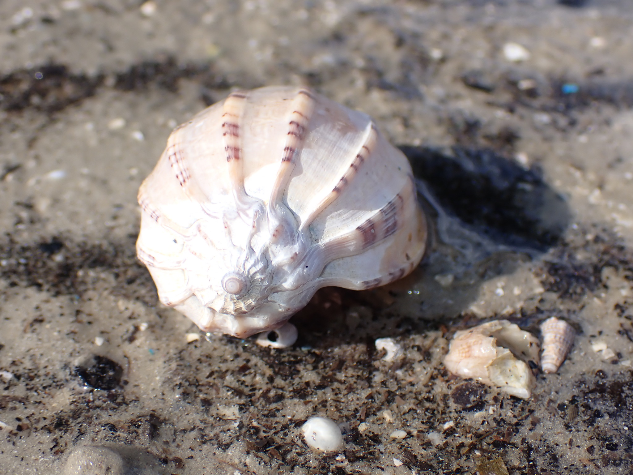 Harpa davidis Röding, 1798