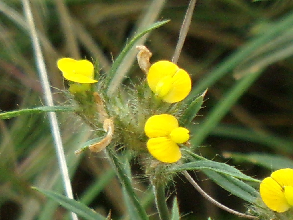 Stylosanthes guianensis from Calamuchita, Córdoba, Argentina on March ...