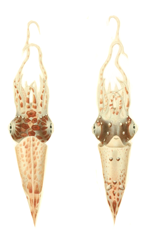 (Pyroteuthis)