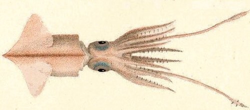 Enoploluria joyera (Pyroteuthis margaritifera)