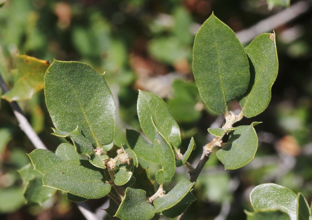 Torrey's Hybrid Oak from San Diego, CA, USA on March 13, 2022 at 02:38 ...