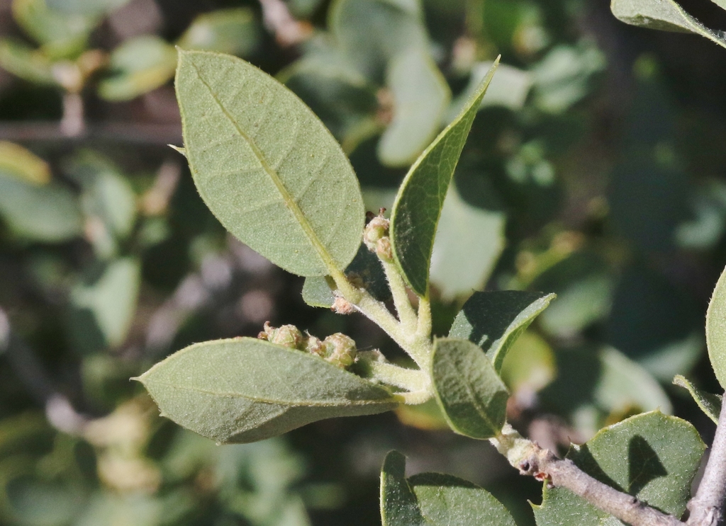 Torrey's Hybrid Oak from San Diego, CA, USA on March 13, 2022 at 02:43 ...