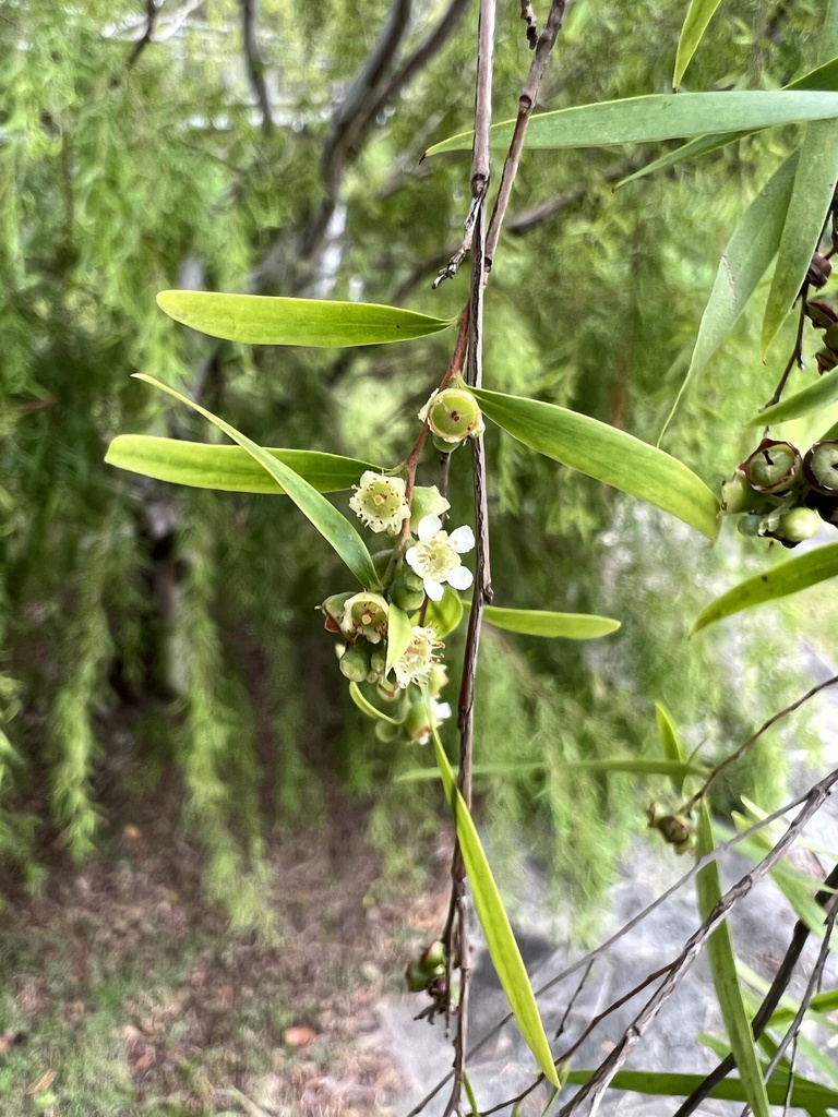 Weeping Tea Tree in March 2022 by ruiying · iNaturalist