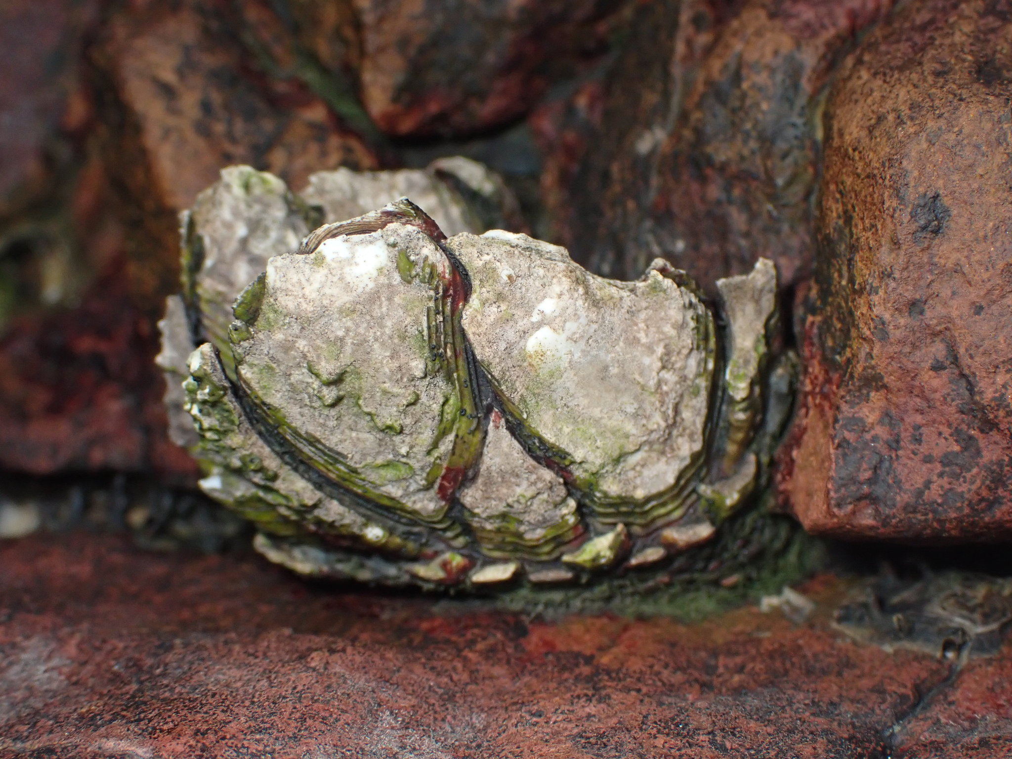 Capitulum mitella (Linnaeus, 1758)