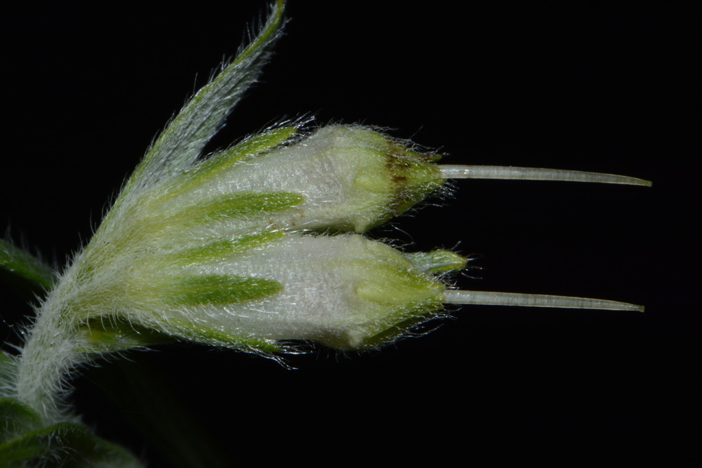 false gromwell from Rutherford County, TN, USA on June 06, 2015 at 02: ...