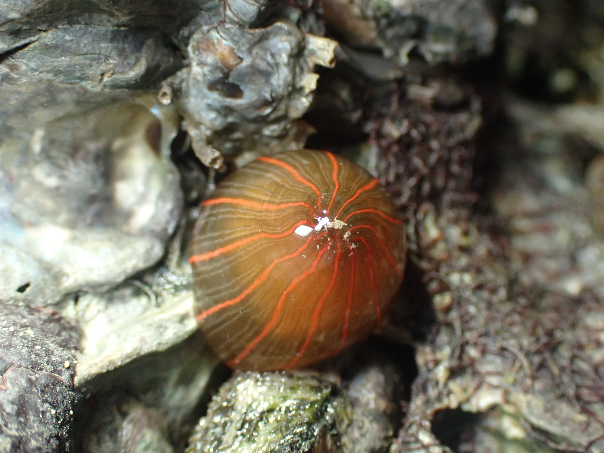 Diadumene lineata (Verrill, 1869)