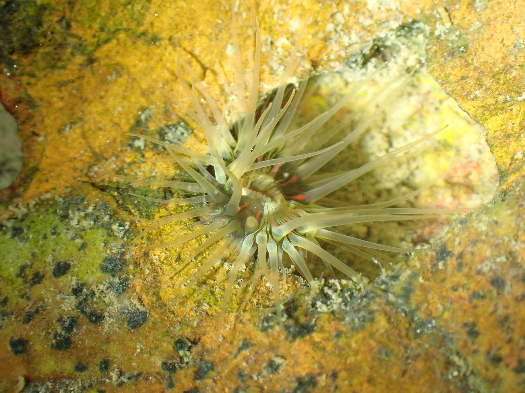 Diadumene lineata (Verrill, 1869)