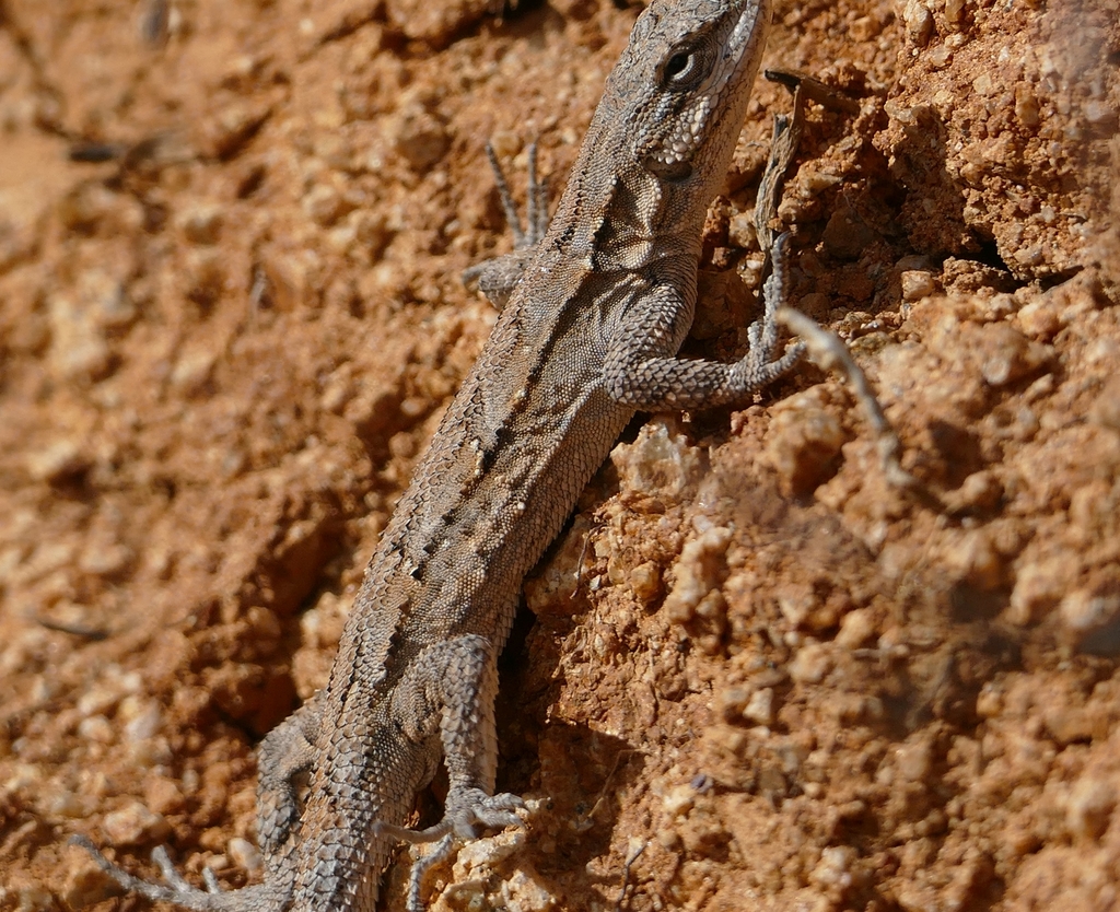Ornate Tree Lizard from Santa Cruz County, AZ, USA on May 13, 2018 at ...