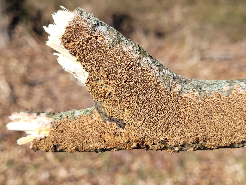 brown-toothed crust fungus from Queen Anne's County, MD, USA on March ...