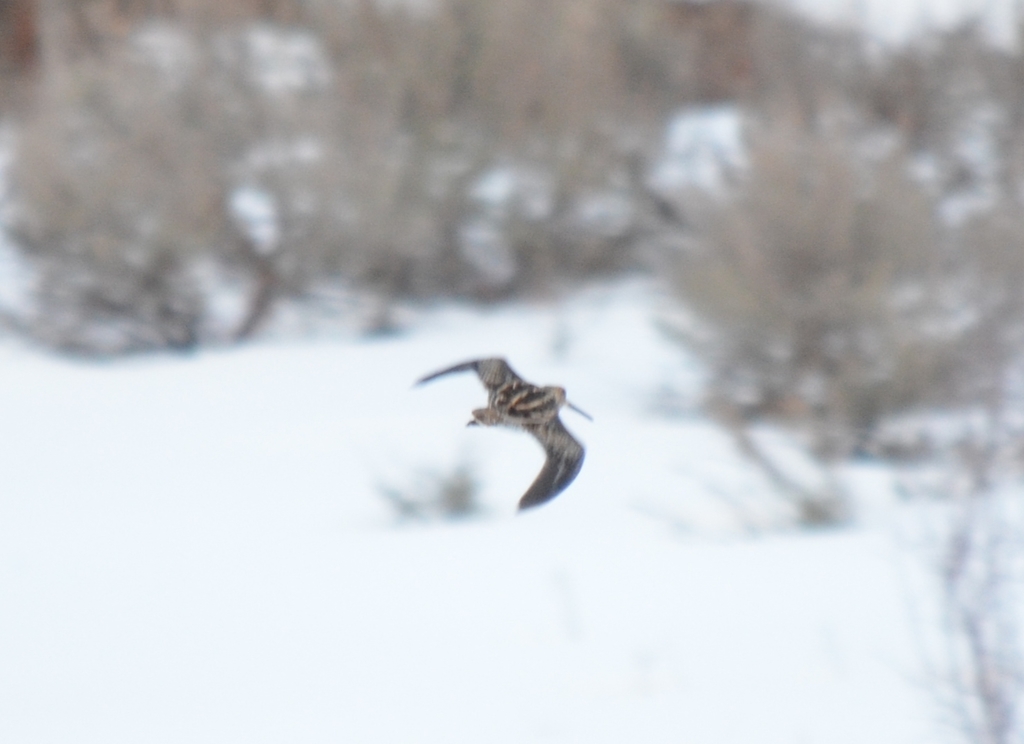 Wilson's Snipe from Summit County, UT, USA on March 16, 2022 at 07:46 ...