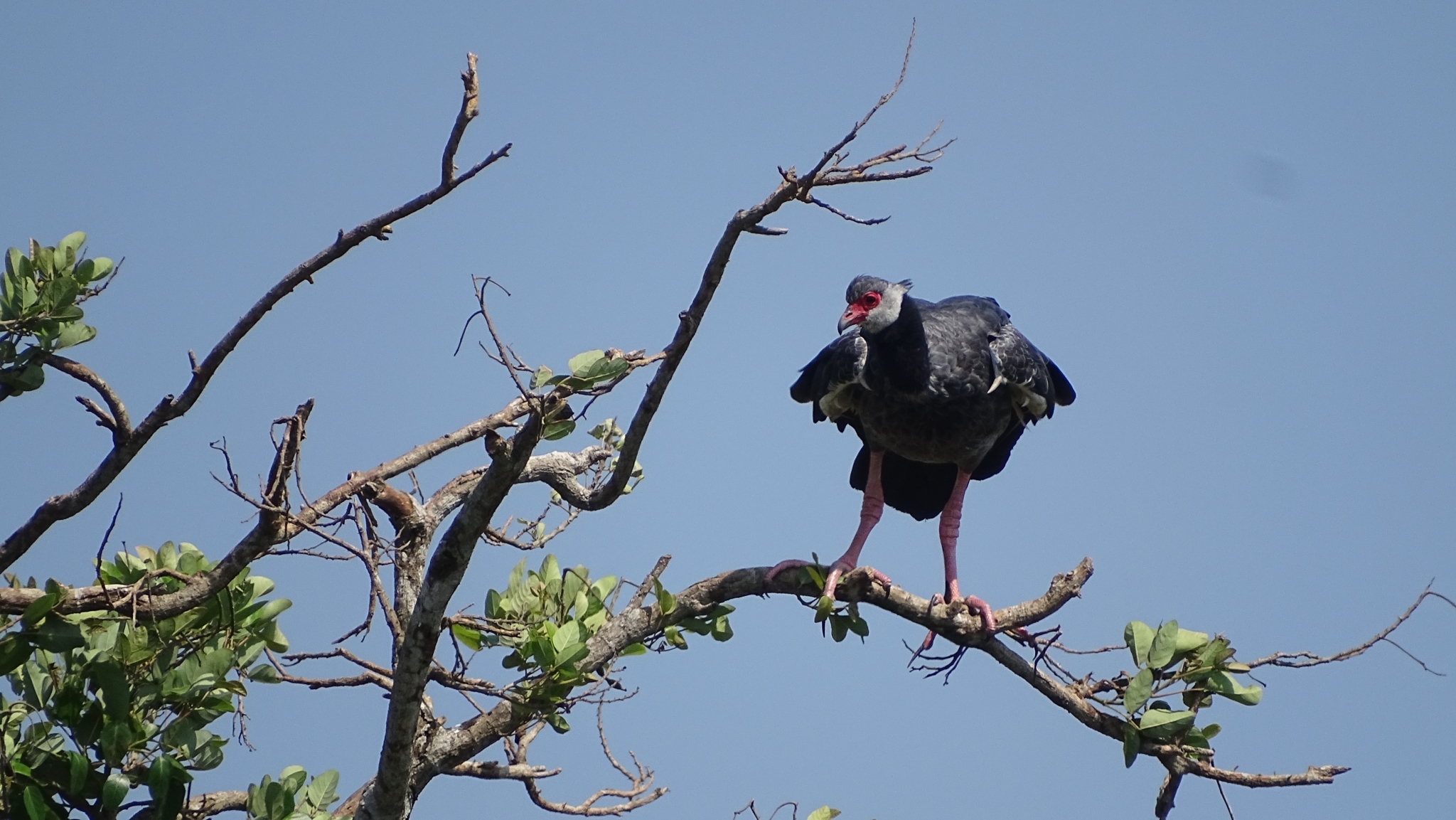 Chauna chavaria (Linnaeus, 1766)
