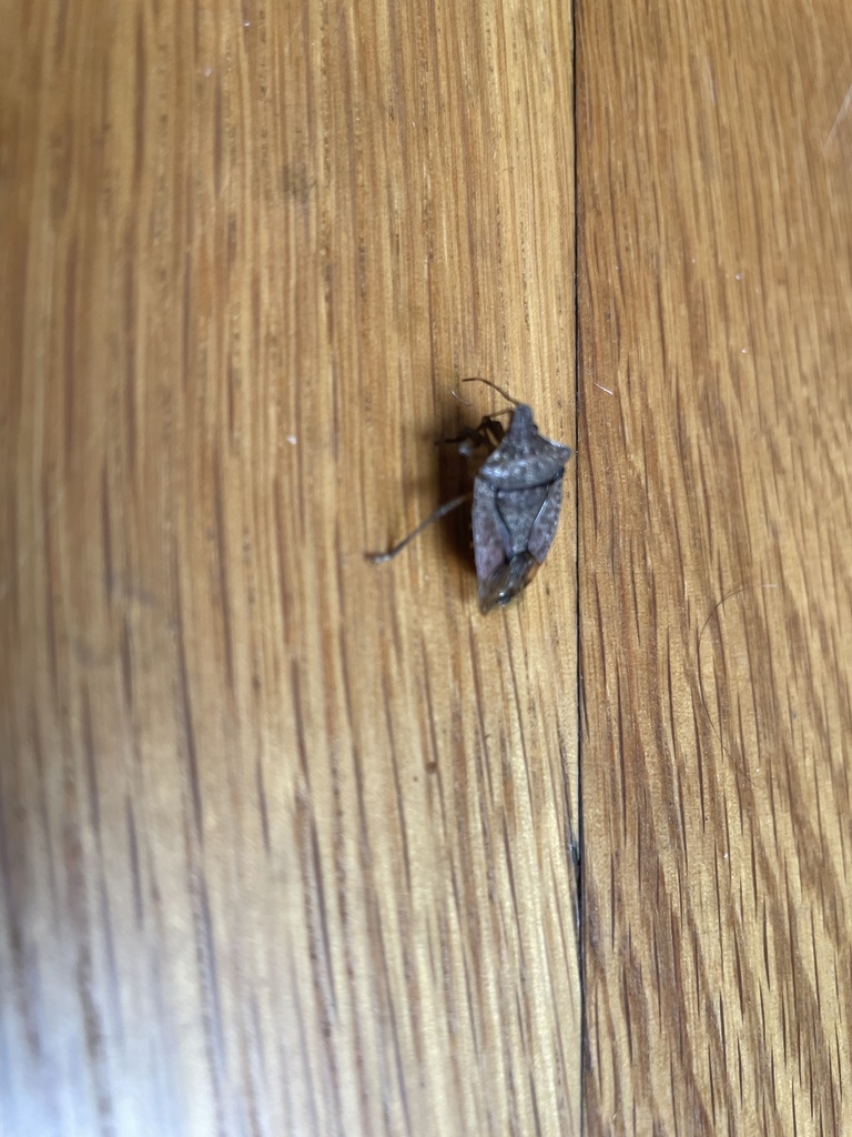 Brown Marmorated Stink Bug from E Eighth Ave, Johnson City, TN, US on ...