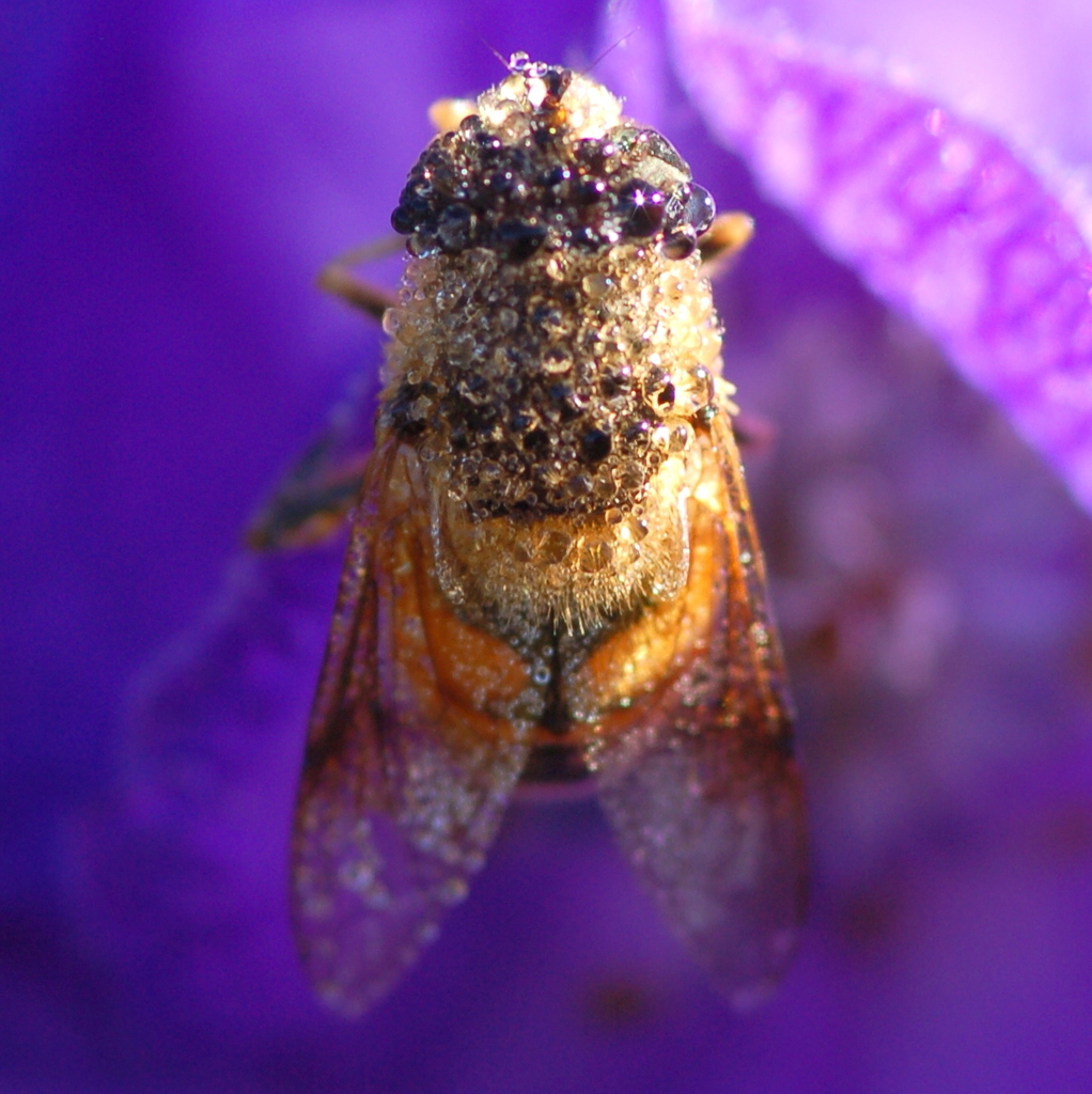 Common Drone Fly from Northfield, MA, USA on October 29, 2021 at 10:19 ...