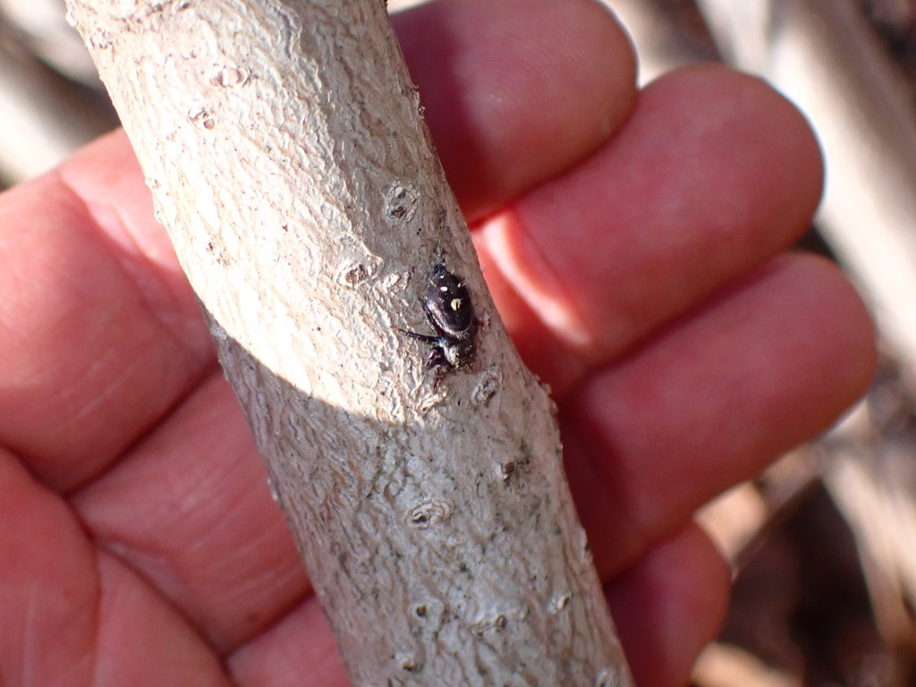 Bold Jumping Spider from McDonald County, MO, USA (Mike's Creek ...