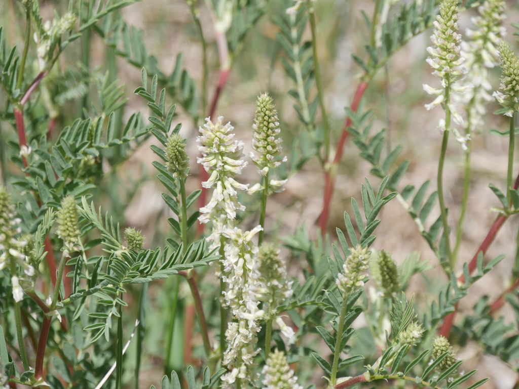 Rocky Mountain Milkvetch (Plants of Ridgway State Park) · iNaturalist