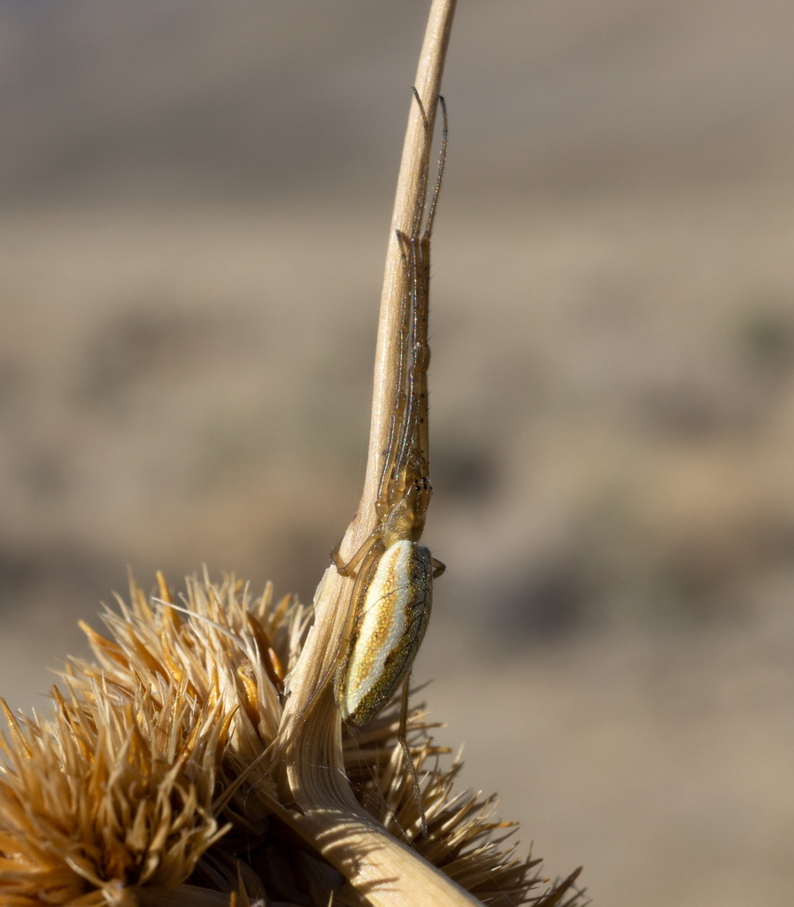 Araneoid Spiders from Inyo, California, United States on March 16, 2022 ...