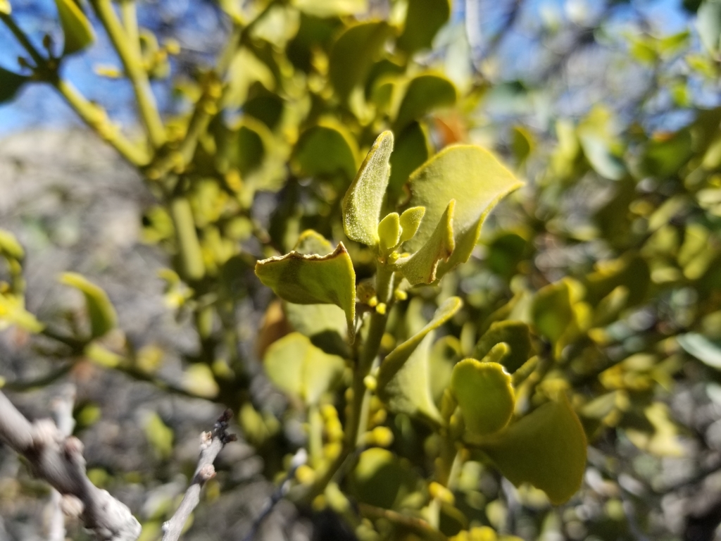 leafy mistletoes (Phoradendron) - Botanical Realm