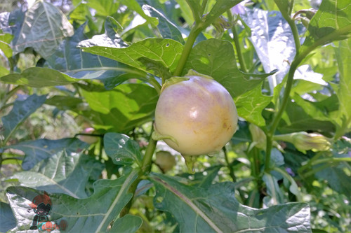 African eggplant (Solanum macrocarpon) · iNaturalist United Kingdom
