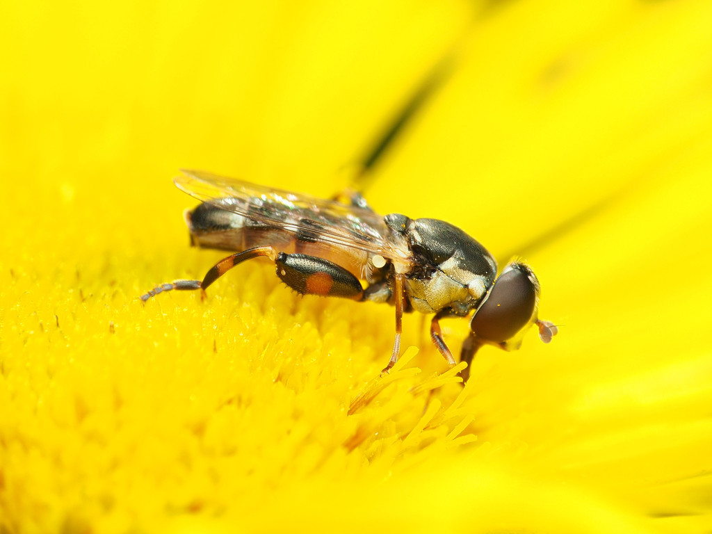 Thick-legged Hover Fly from Montgomery, Maryland, United States on ...