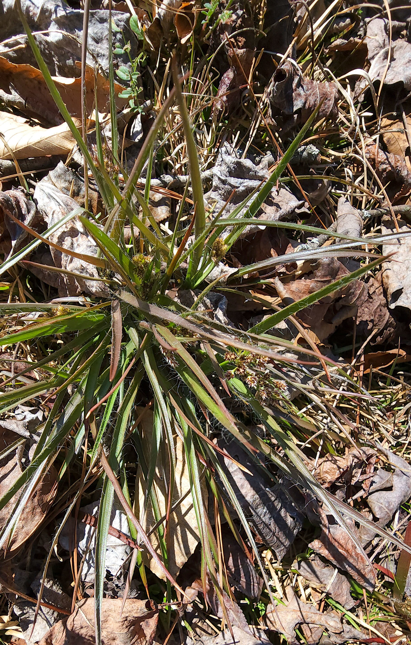 Luzula echinata (Small) F.J.Herm.