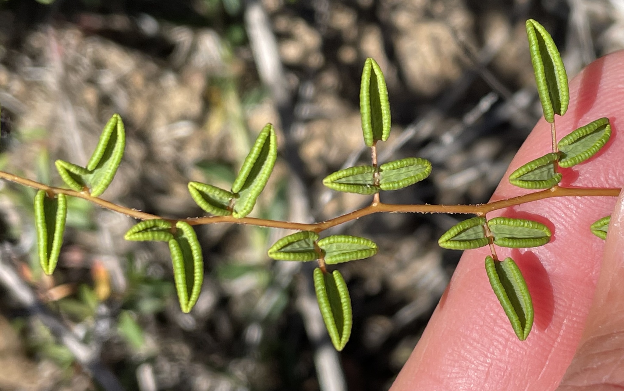 Pellaea andromedifolia var. pubescens D.C.Eaton