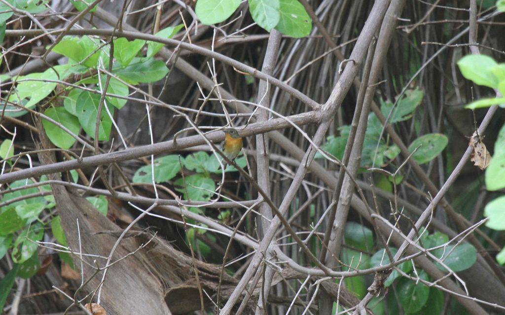 Mugimaki Flycatcher from West Island Shire of Cocos 6799, Cocos ...