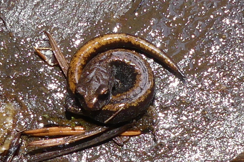 Larch Mountain Salamander in March 2022 by Jonathan Hakim · iNaturalist