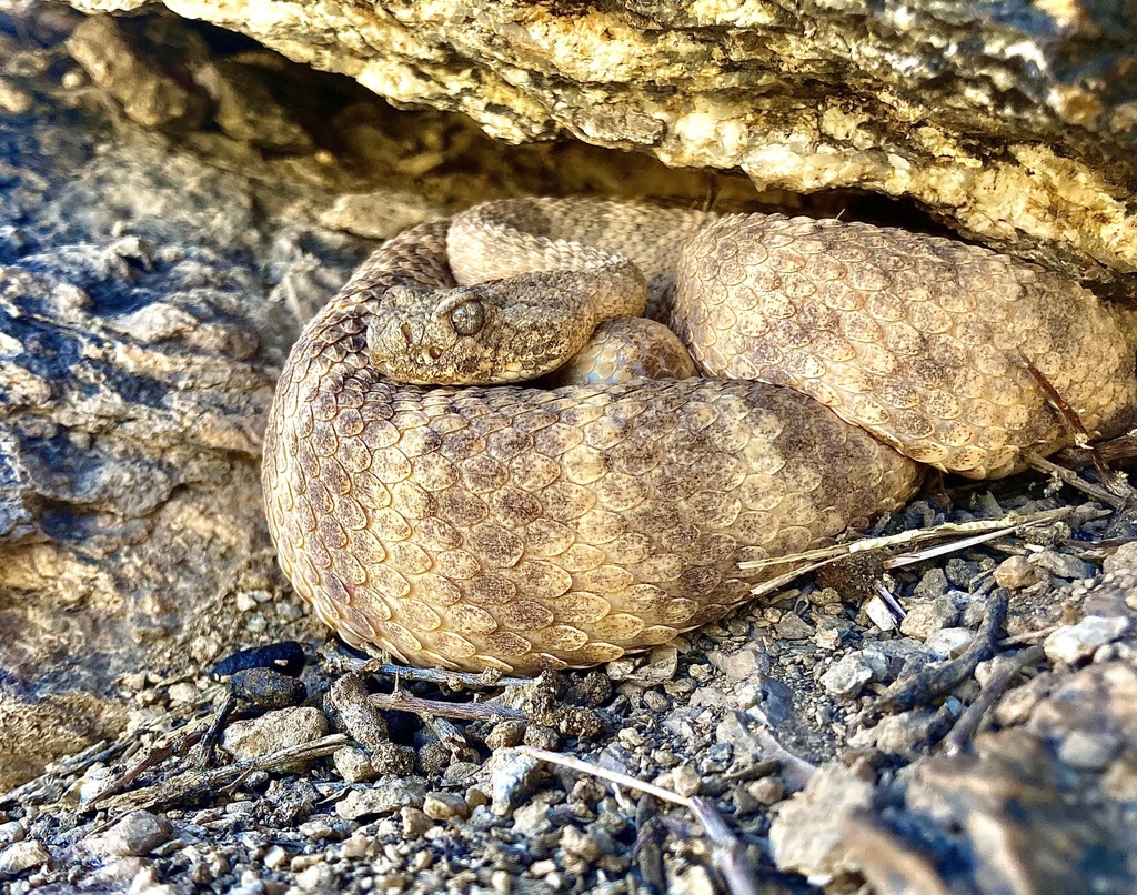Tiger Rattlesnake (Crotalus tigris) - Snakes and Lizards