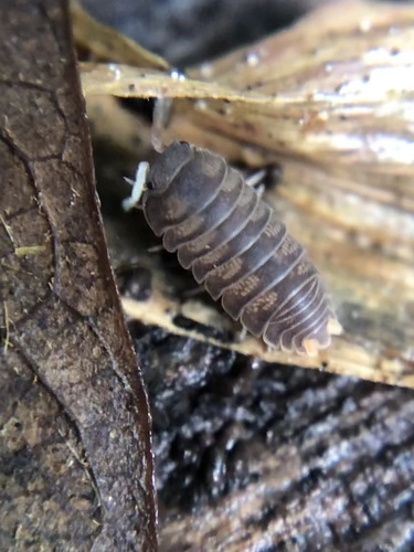 Genus Ethelum · iNaturalist